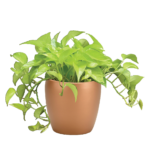 » Neon Pothos Plant Ivy