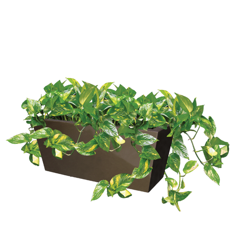 » Golden Pothos Plant Ivy
