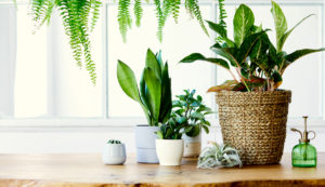 » Indoor Plants That Clean Air